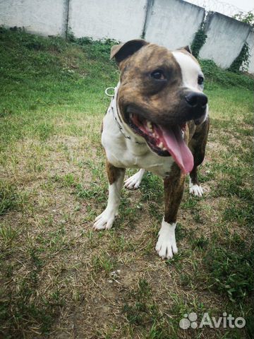 Стаффорд в дар