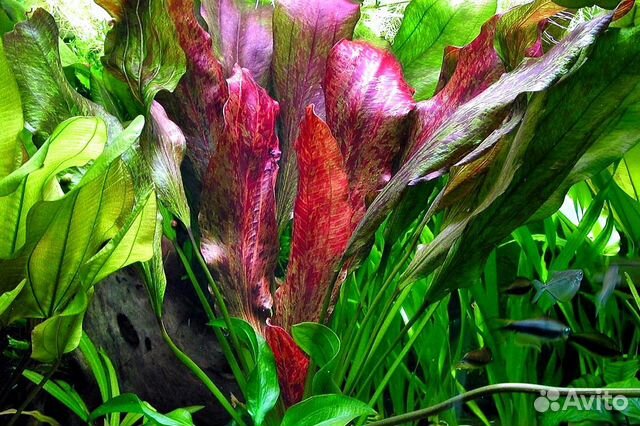 Растения для аквариума (Эхинодорусы)