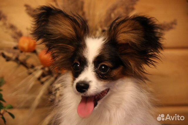 Шикарный мальчик шоу класса