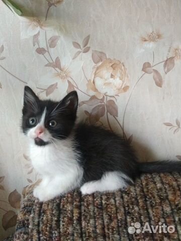 Котенок окрасс Феликс ищет дом