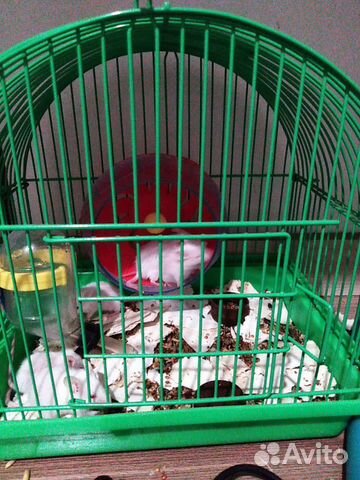 Белые мышки 5 штук