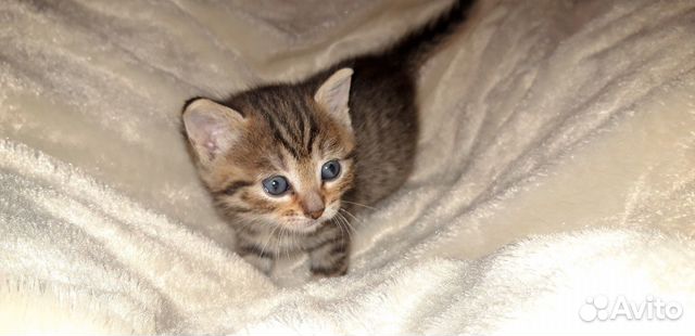 Милых в добрые руки. Возраст 1 мес