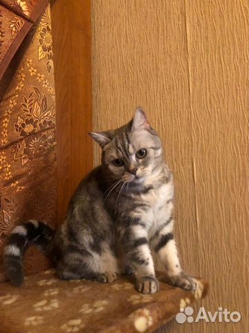 Отдам кошку в хорошие руки