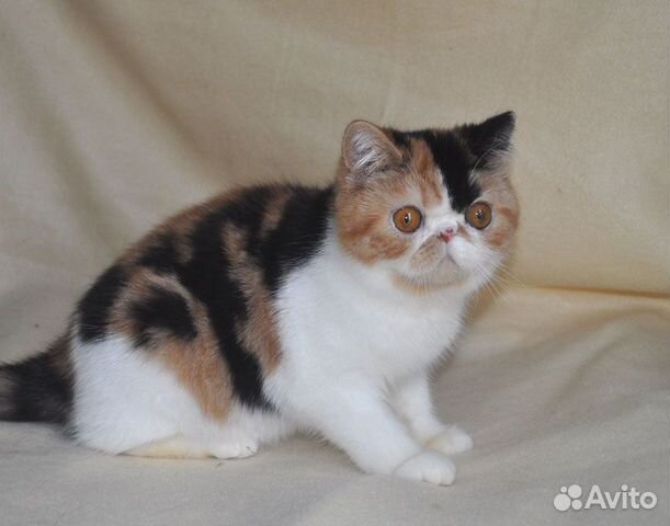 Экзоточка Трехцветка