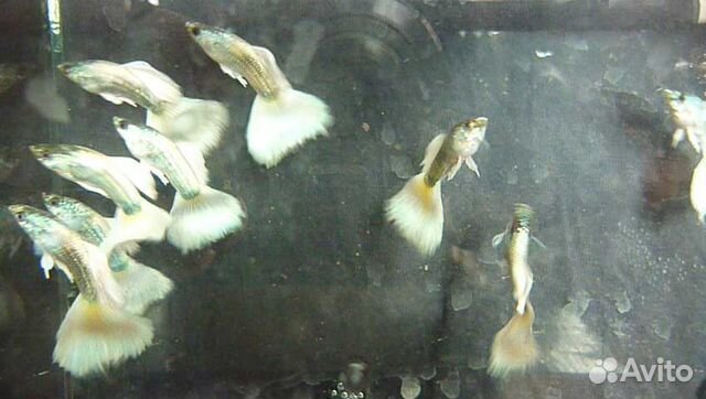 Меченосцы,молинезии,гуппи