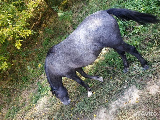 Продаю Кобылку