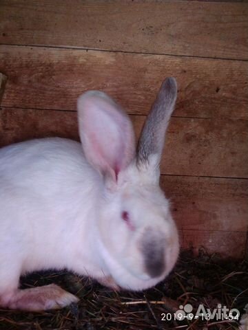 Сукрольная крольчиха