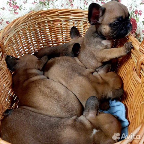 Щенки Французского бульдога