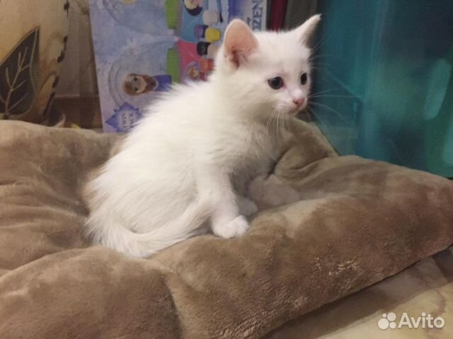 Животное
