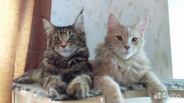 Котенок Мейн-кун