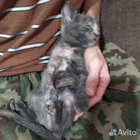 Кому,кому только одному кошечка
