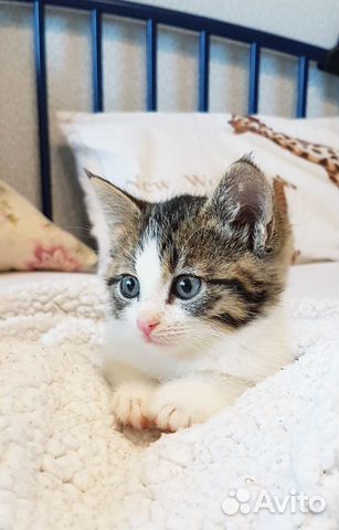 Котенок девочка 2 месяца