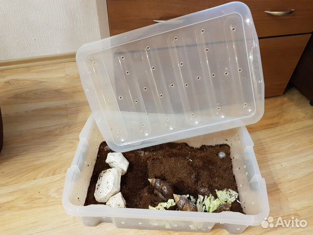 Ахатина (3шт) с контейнером 5738см и мелом