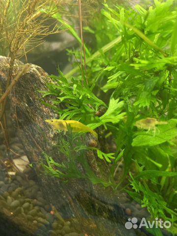 Креветки жёлтые.Улитки Хелены.Коридорас крапчатый