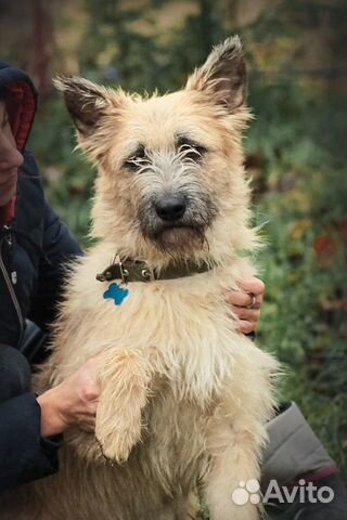 Царь собак ищет дом