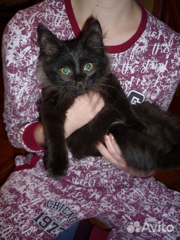 Черный пушистый котик ищет дом