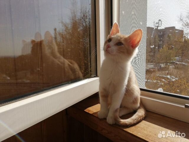 Очаровательный Беляш ищет дом