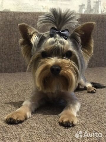 Вязка Йорка