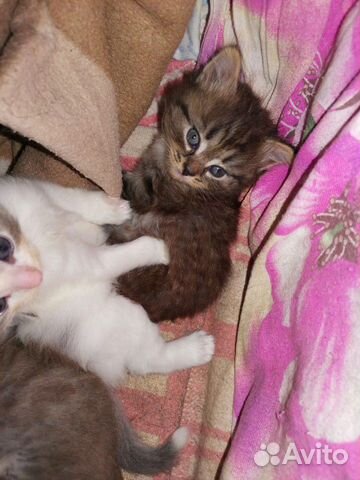 Отдам котят