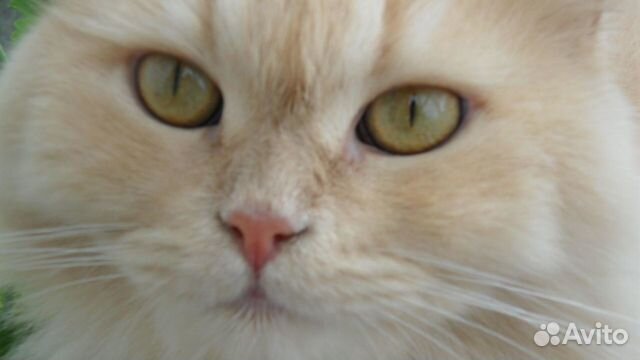 Котик, смесь с персидским, 6 лет