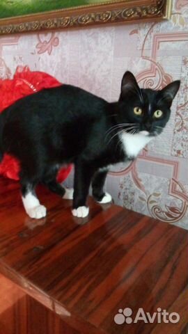 Черно-белое счастье бесплатно В добрые руки