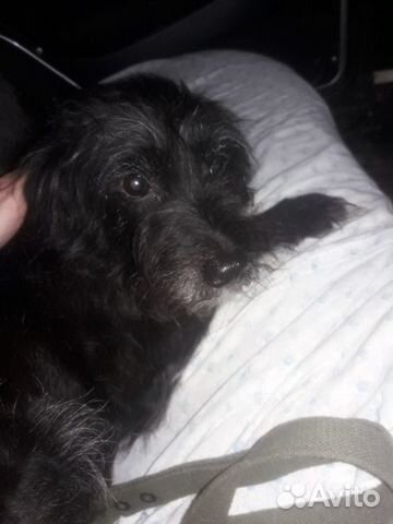 Собака стерилизованная