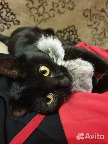 Перчинка ищет дом