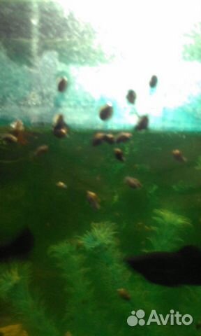 Улитки аквариумные