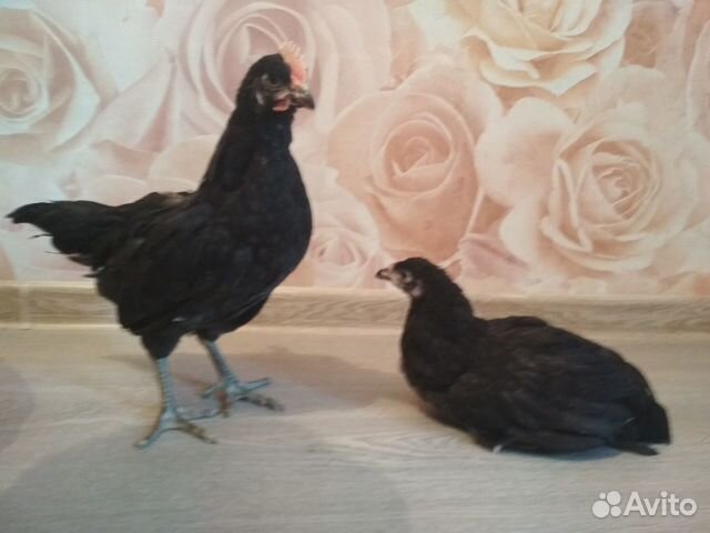 Цыплята разных пород. 2хмесячные