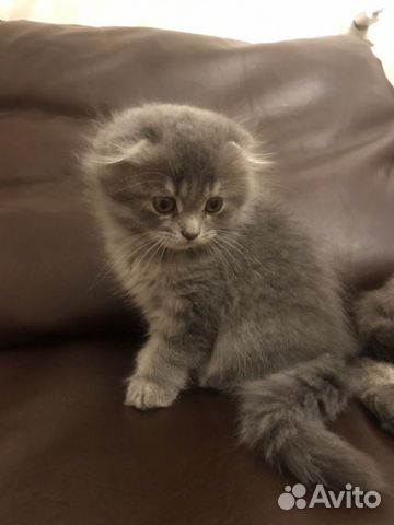 Продаю вислоухого котёнка