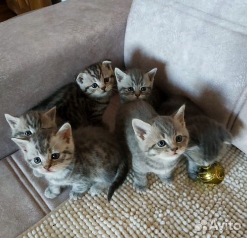 Малыши шотландцы