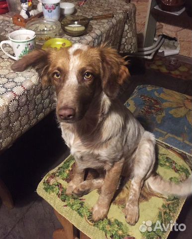 Отдам в добрые руки