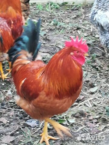 Путушки Кучинской Юбилейной