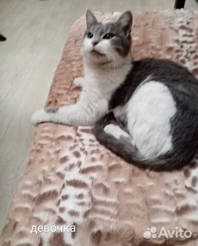 Кошечка в добрые руки