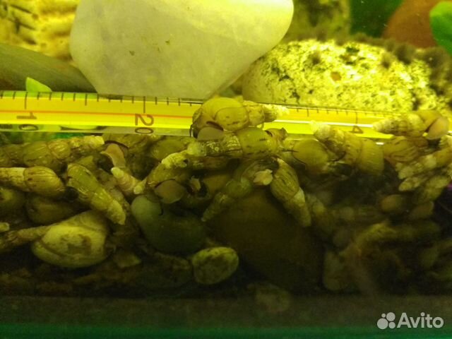 Улитки Мелании Ампулярии, Катушки