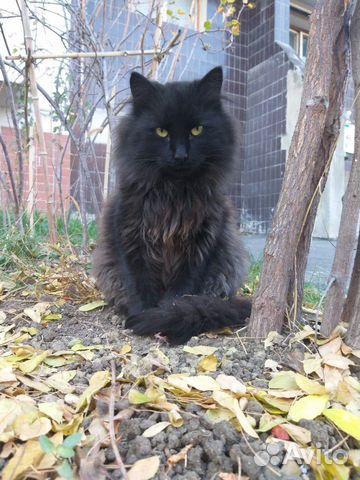 Подрощенный котик сибиряк