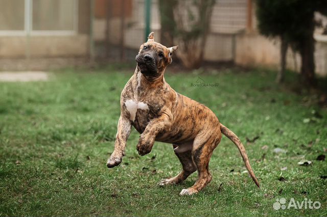 Щенки Преса Канарио / Канарский дог