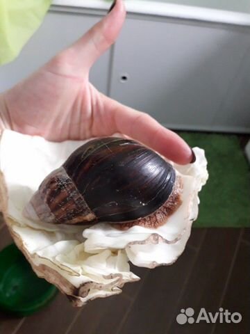 Улитка Ахатинская