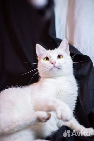 Белая стерелизованная кошка в дар 1,5 года