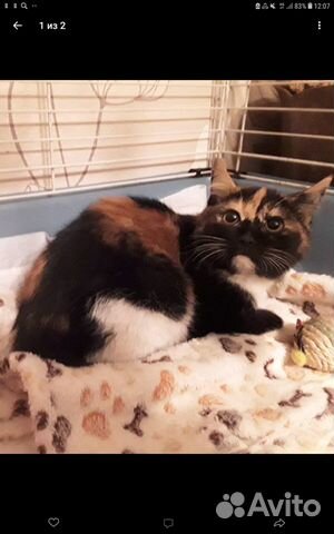 Котенок в добрые руки