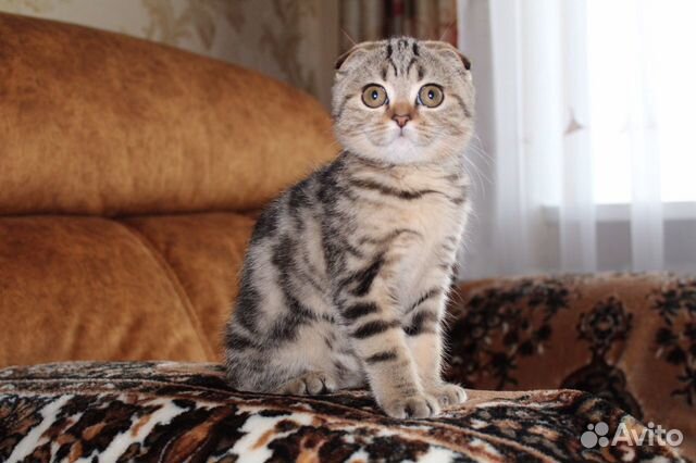 Шотландские девчули