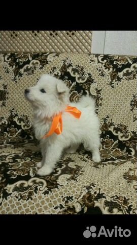 Самоед. Щенки