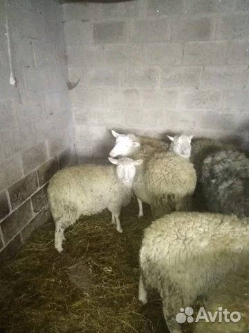 Баран и овцы