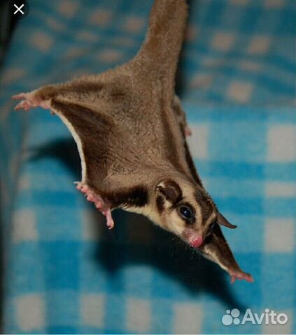 Сахарный поссум