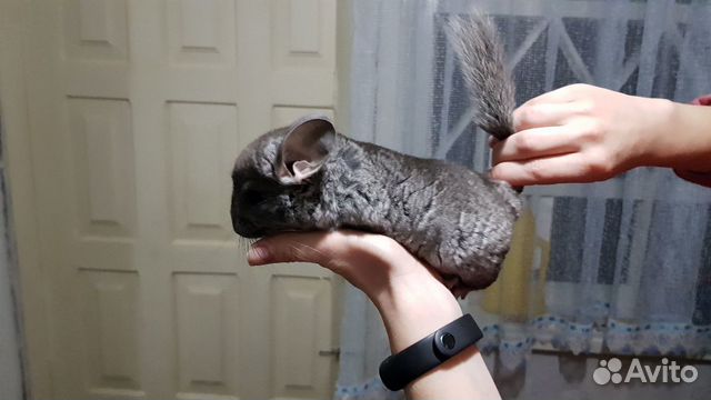 Продается шиншилленок девочка