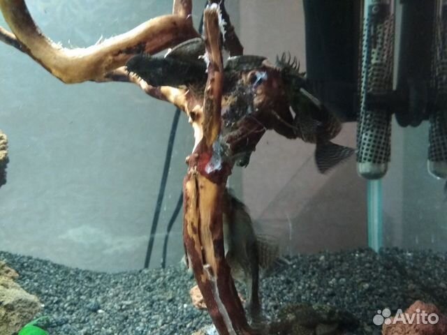 Продам анциструсов