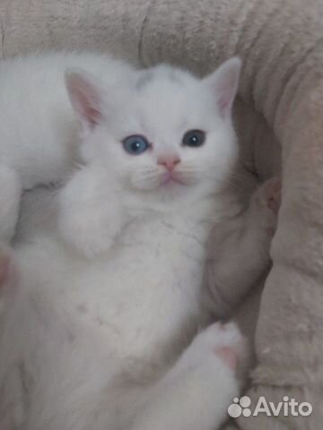 Шотландские котята