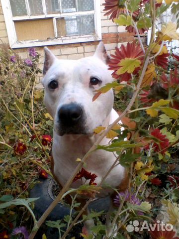 Продам суку Стаффордширского терьера