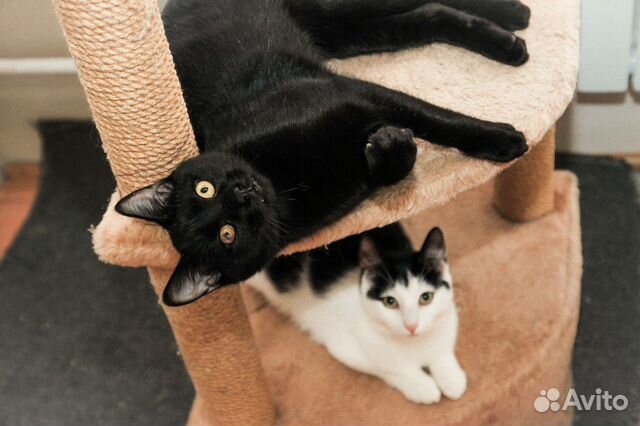 Блэк Пиратик 7 мес