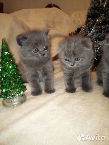 Шотландские котята